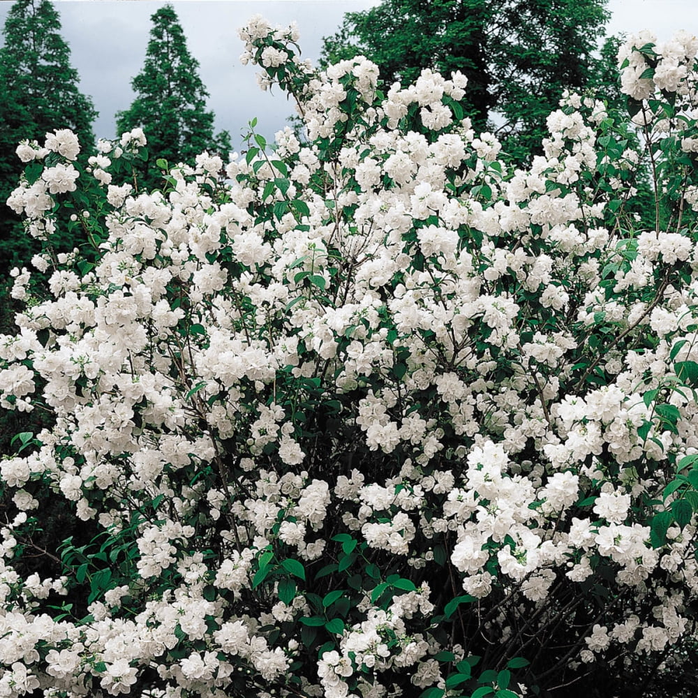 Dwarf Snowflake Mock Orange
