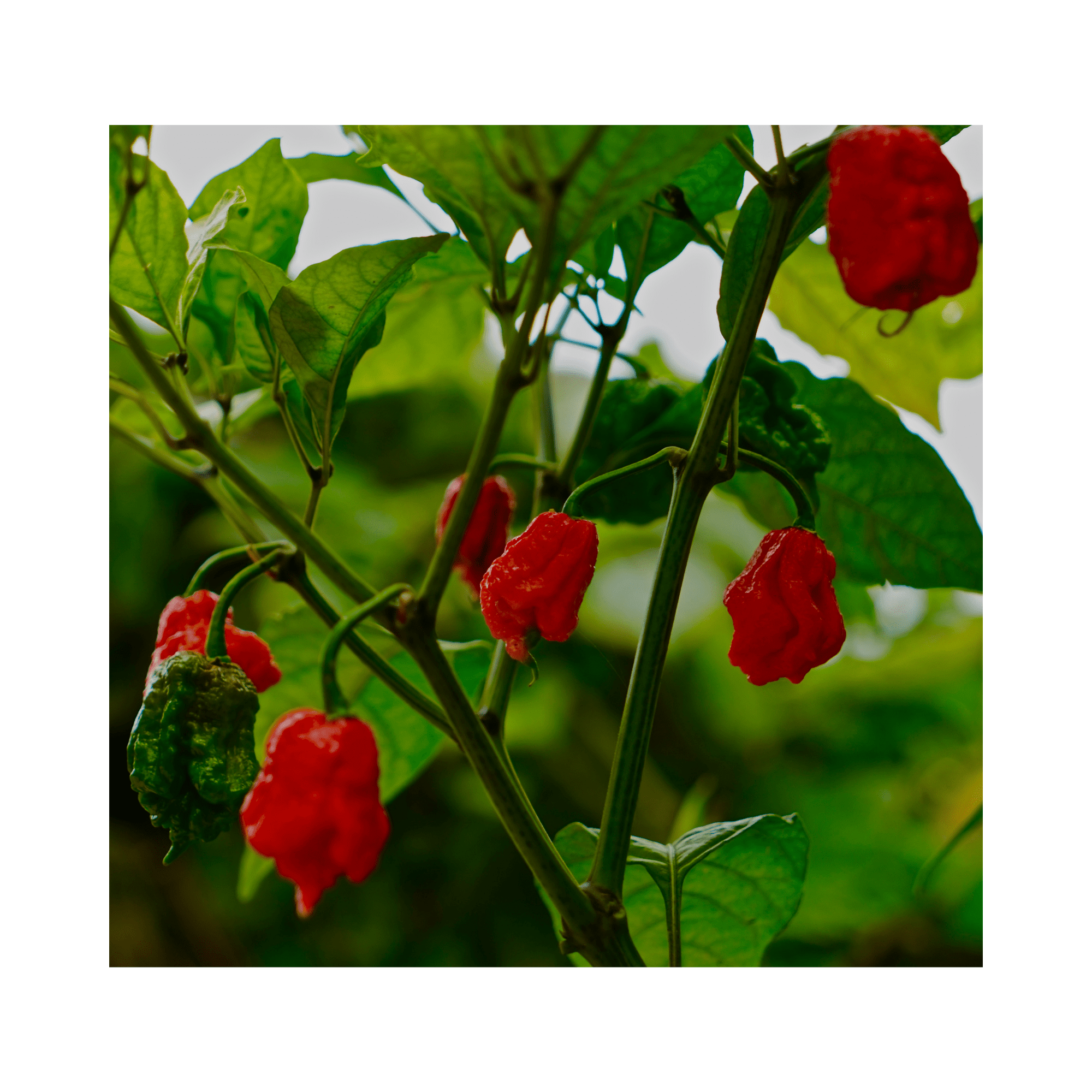 Pack of 10 Reaper Seeds, Organic Non GMO - Walmart.com