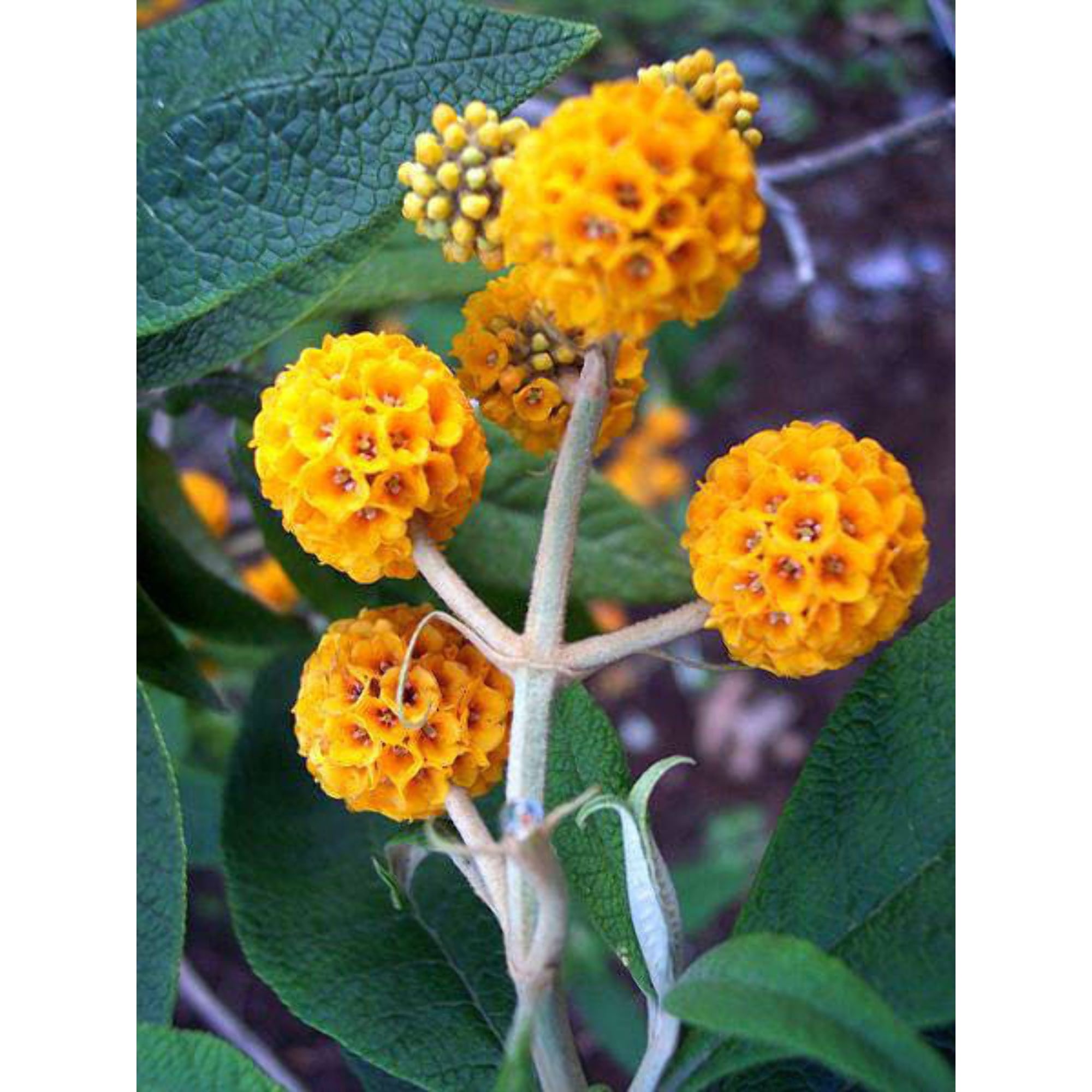 Click here for Seedville Usa 10 Orange Ball Tree / Golden Butterf... prices