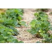 SuperMoss Moss Pot Toppers 10" 3/Pkg-Green - Walmart.com