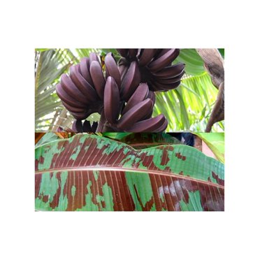 Red Banana Tree Live Plant, 4-8" Tall, Cold Hardy Tropical Banana Plant ...