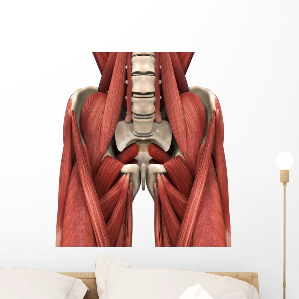 Psoas Muscles Wall Decal by Wallmonkeys Peel and Stick Graphic (24 in H ...