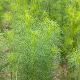 Cumin Seed - Cuminum Cyminum Herb Seeds - 2000 Seeds - Walmart.com