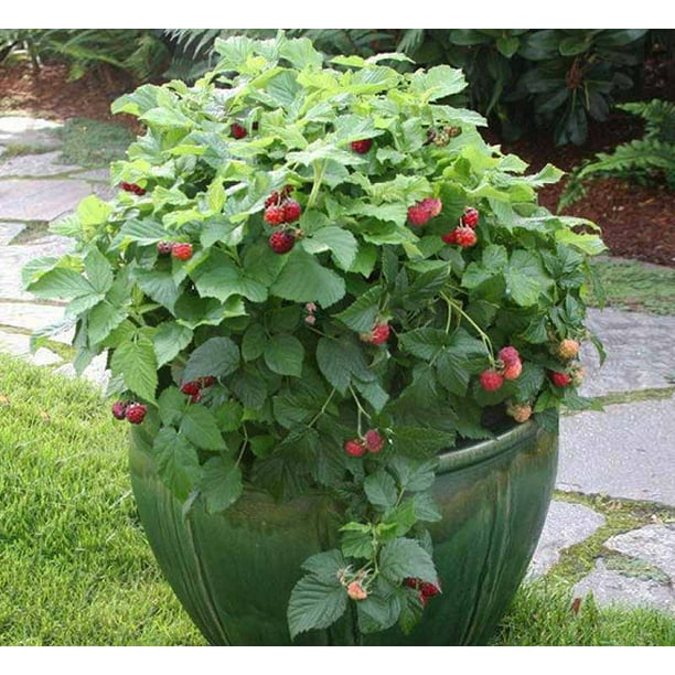 Bushel & Berry 2G Raspberry Shortcake Fruit Live Plants Full Sun ...