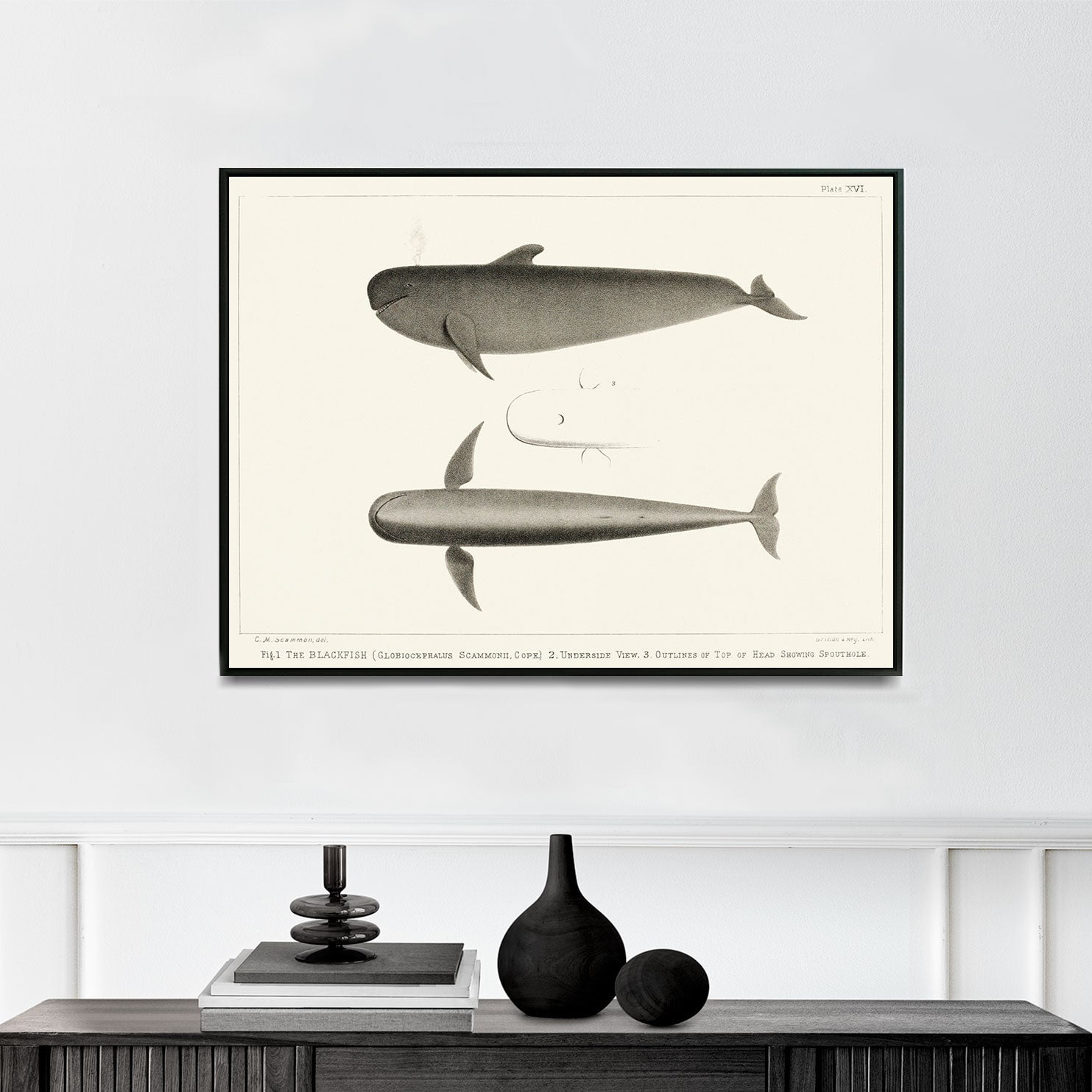 The Blackfish - Globiocephalus scammonii - 1872 | Charles Melville ...