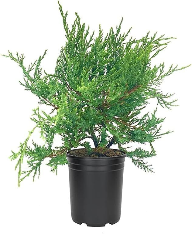 Juniper Sea Spray 5 Live 4 Inch Pots Juniperus Chinensis Drought ...