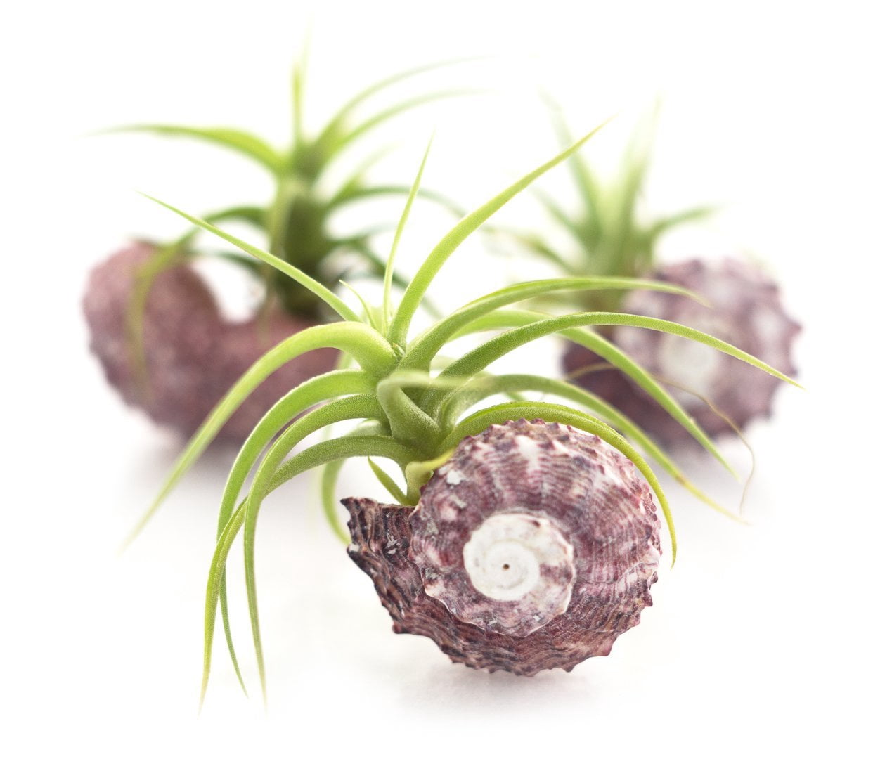 Shell Air Plant Trio | 3 Unique Tillandsia Air Plants and Decorative ...