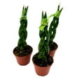 Braided Snake Plant 2 inch Set of 3 Sansevieria Dragon Fingers ...