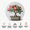 Rare Desert Rose —(Non-Artificial)--10 color options-- Low-Maintenance ...