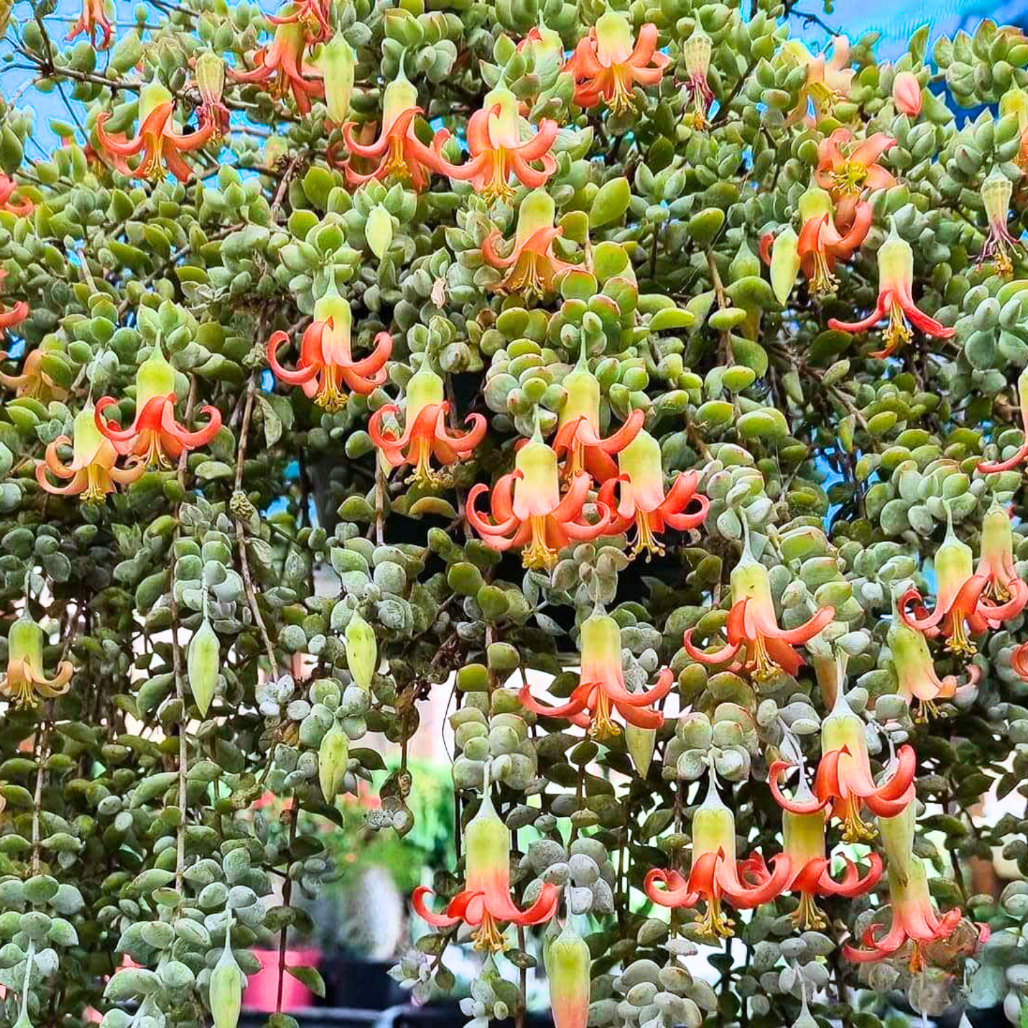 Trailing Succulent Plants Live 4 Pot Cotyledon Pendens Cliff Cotyledon ...