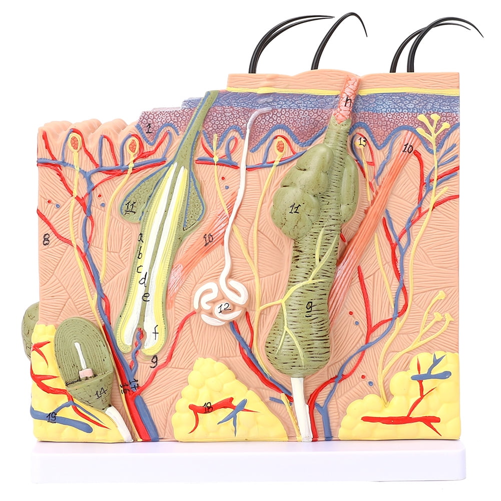 Skin Structure Model