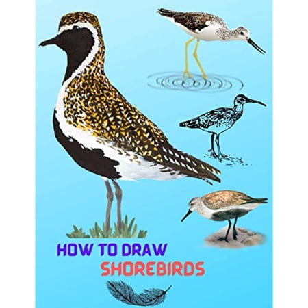 How to Draw shorebirds: An Illustrated Guide To Drawing Step By Step ...