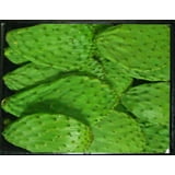 Fresh Cactus (Nopales) Leaves, 1 lb - Walmart.com