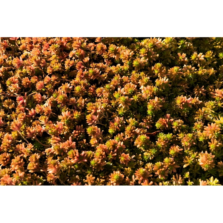 Mixed Sedum Ground Cover