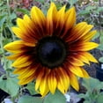 25 Firecracker Sunflower Seeds Flowers Seed Flower Perennial Sun Bloom ...