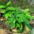 1 Year Old Pawpaw Tree Live Plant Established Root, 7 to 12" Paw Paw ...