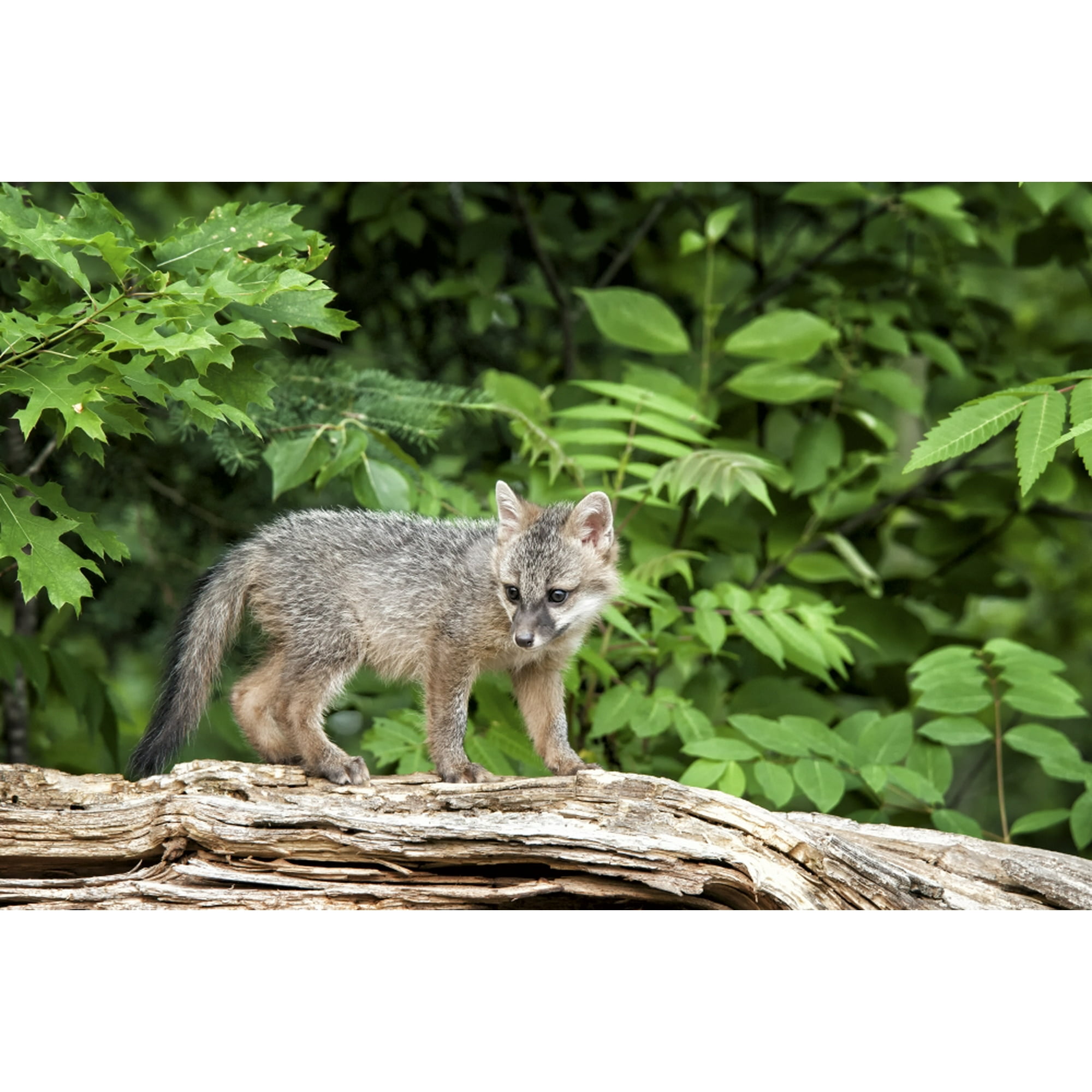 Grey Fox Kit