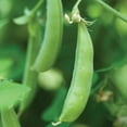 Burpee Sugar Snap Pea Seeds - Non-GMO, Snap Pea, Vegetable Gardening ...