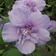 20 Cream Purple Pink Hibiscus Seeds Perennial Flower Flowers Seed Bloom ...