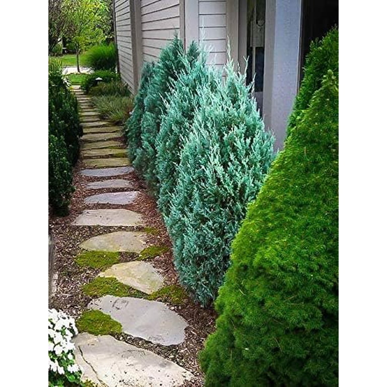 Juniperus Chinensis Blue Point