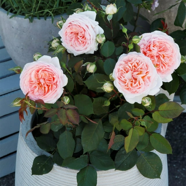 Heirloom Roses Rose Bush - Parfuma® Bliss Floribunda , Live Rose Plant ...