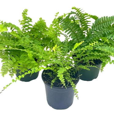 10 in Boston Fern Hanging Basket Live Plant - Walmart.com