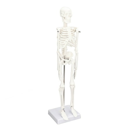 45CM Mini Skeleton Model, PVC Human Body Bone Structure With Movable ...
