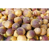 1500 American PURPLE TOP RUTABAGA Brassica Napus Root Vegetable ...