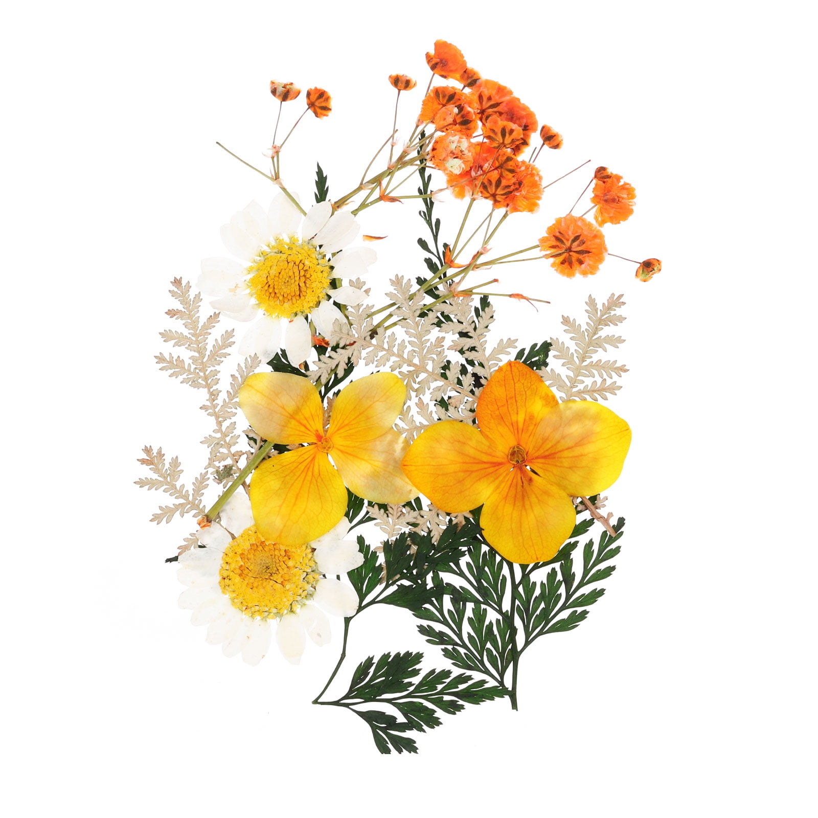 Click here for Uxcell Dried Pressed Real Flowers Pressed Flowers... prices