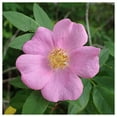 Everwilde Farms - 100 Swamp Rose Native Wildflower Seeds - Gold Vault ...