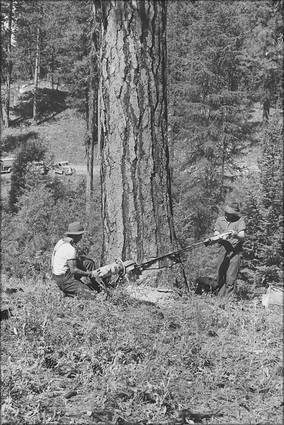 24"x36" Gallery Poster, Power saw felling a tree marked for cutting by ...