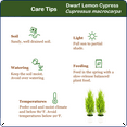 2-PK Live Dwarf Lemon Cypress, Cupressus macrocarpa ‘Goldcrest Wilma ...