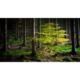 The Hidden Life of Trees: A Visual Journey into Forest Ecosystems ...