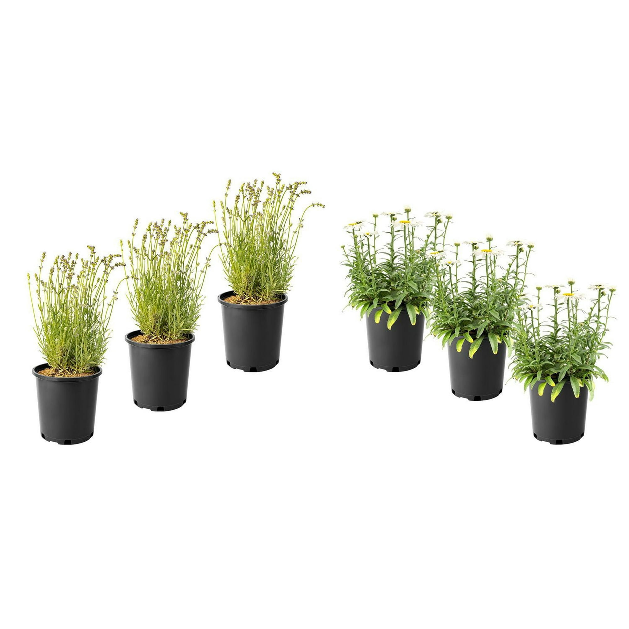 Click here for Landscp Essentials 1 Gallon (3.8l) Sun Mix 6 Pack... prices