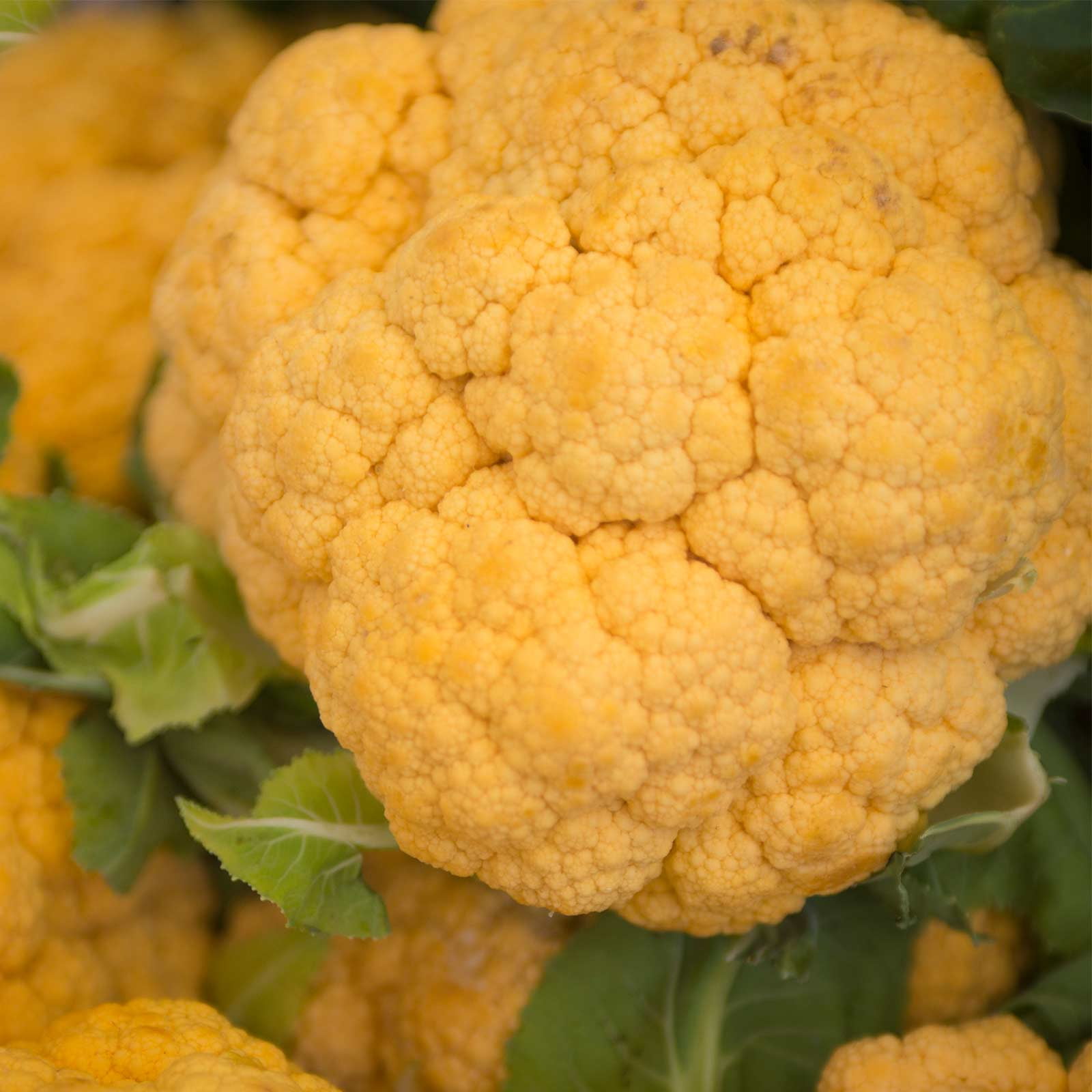 Cheddar Hybrid Cauliflower Seeds - 10 Seeds - Non-GMO, Orange ...