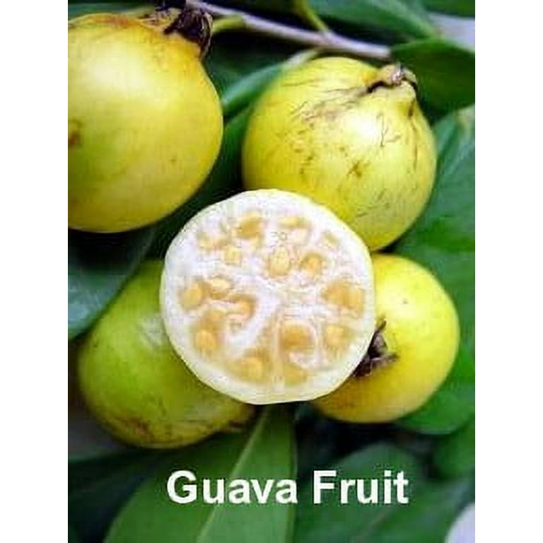 Yellow Strawberry Guava