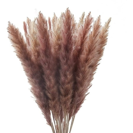 30 Pcs Pampas Natural Grass Reed Plume Dried Flowers Phragmites Bouquet ...