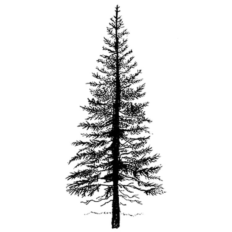 Click here for Lavinia Stamps Lavinia Stamp - Fir Tree 1 prices