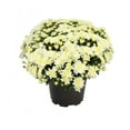 Expert Gardener White Mum Live Plant Fall Garden Chrysanthemums in 1 ...