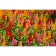 150 Mixed PAMPAS PLUMES COCKSCOMB Celosia Plumosa Flower Seeds ...