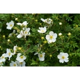 10 White Bloodroot Sanguinaria Canadensis Shade Ground Cover Flower ...