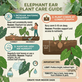 Giant Elephant Ear For Planting Ideal for Gardening Deer Resistant ...