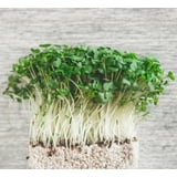Earthcare Seeds - Broccoli Raab Rapini 250 Seeds (Brassica Rapa Rapini ...