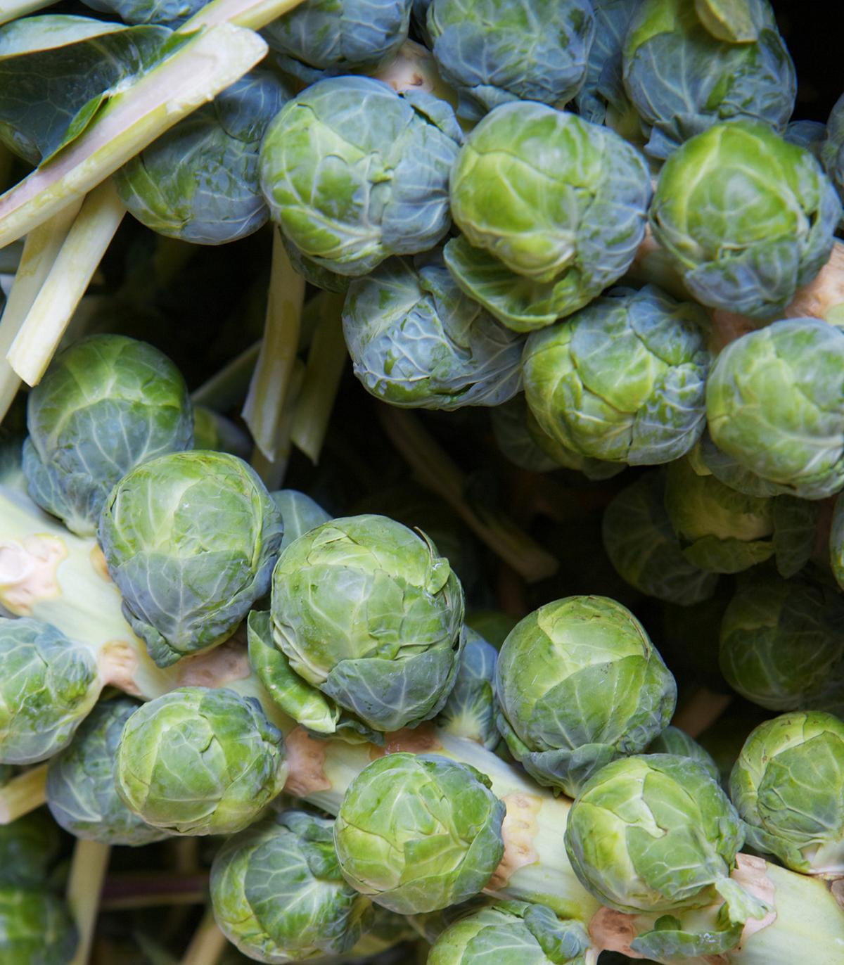 Earthcare Seeds - Brussels Sprouts Long Island Improved 500 Seeds ...