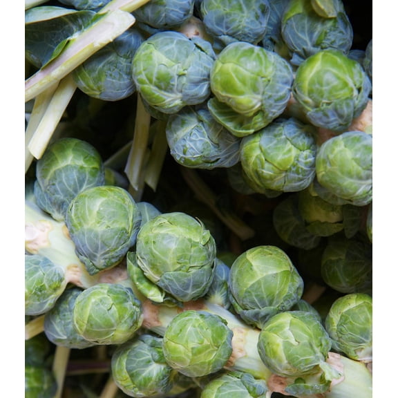 Catskill 400 Heirloom Brussel Sprout Seeds, Brassica Oleracea Vegetable ...