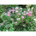 500 DOUBLE DEUCES GODETIA Grandiflora Clarkia Amoena Mixed Colors ...