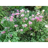 500 DOUBLE DEUCES GODETIA Grandiflora Clarkia Amoena Mixed Colors ...