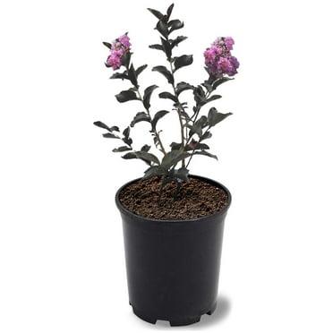 Simpson Nurseries 18" Tuscarora Pink Crape Myrtle Live Plant - Walmart.com