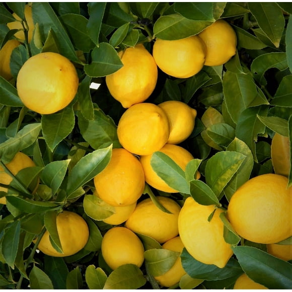Dwarf Meyer Lemon Tree