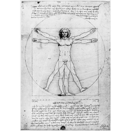 Leonardo: Anatomy. /Nproportions Of The Human Figure Or The Vitruvian ...